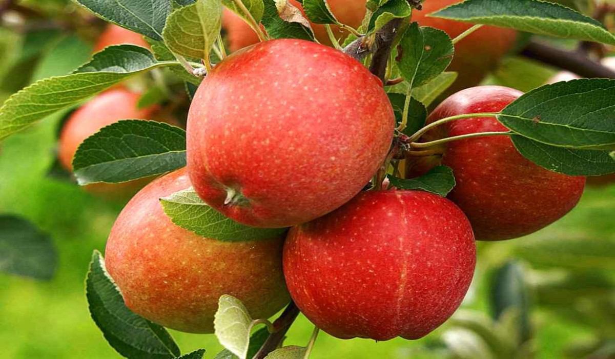 ¿Por qué las manzanas son un gran negocio para Colombia y EE. UU?