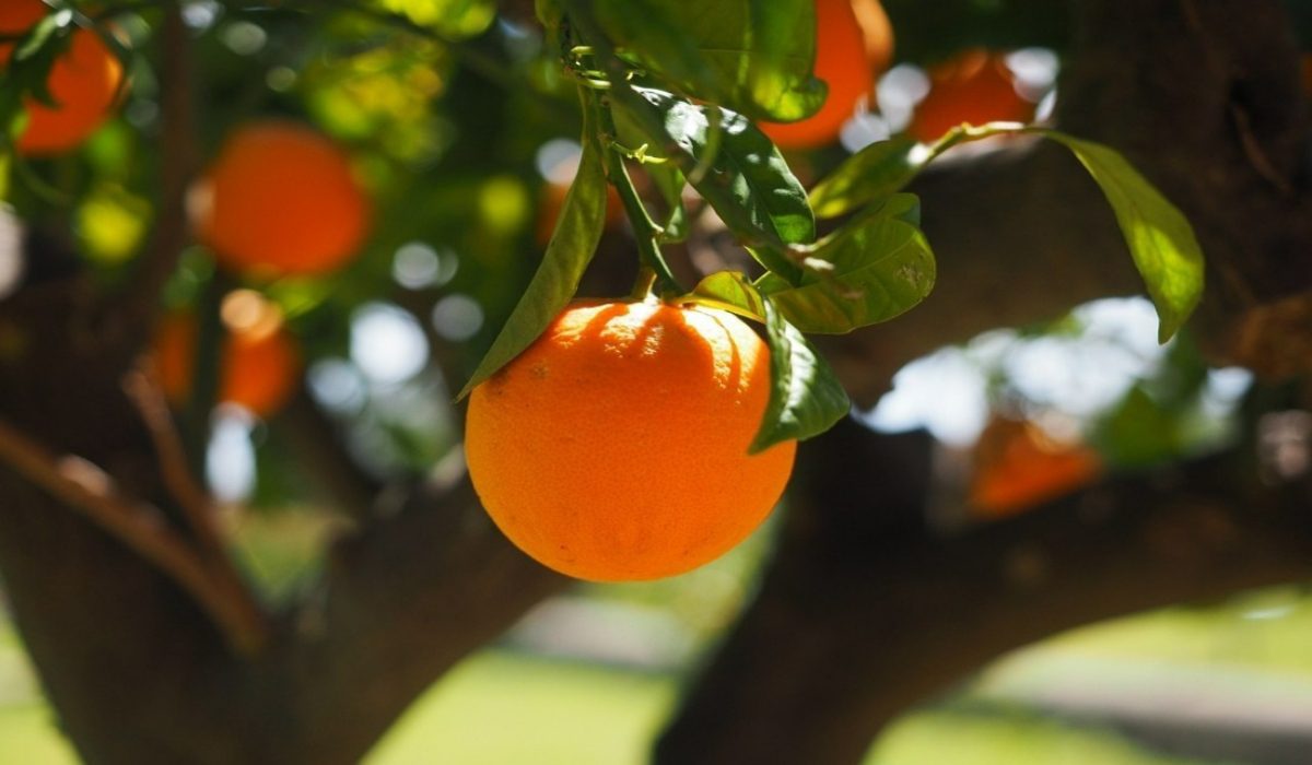 Colombia alista 23 toneladas de naranja para exportar a Rep. Dominicana