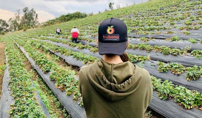 Frubana saldrá de Colombia y México para concentrarse en Brasil