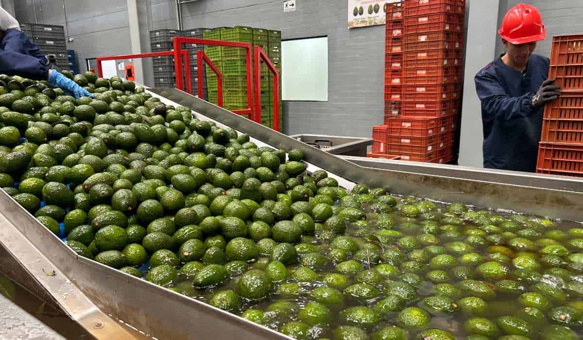 Aguacate Hass, el quinto producto más exportado del agro