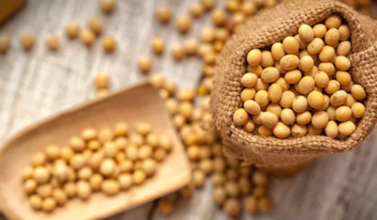 La soya, el alimento sostenible que fortalece la seguridad alimentaria ...