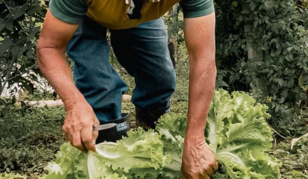 Proyectos Productivos de Quebradona generaron más de $111 millones en ...